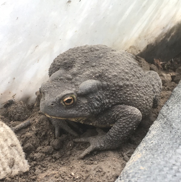 The No Name Nursery - Sandwich, Kent